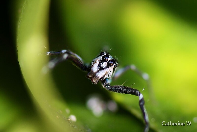 "Little Blue Spider" by Catherine W | Redbubble