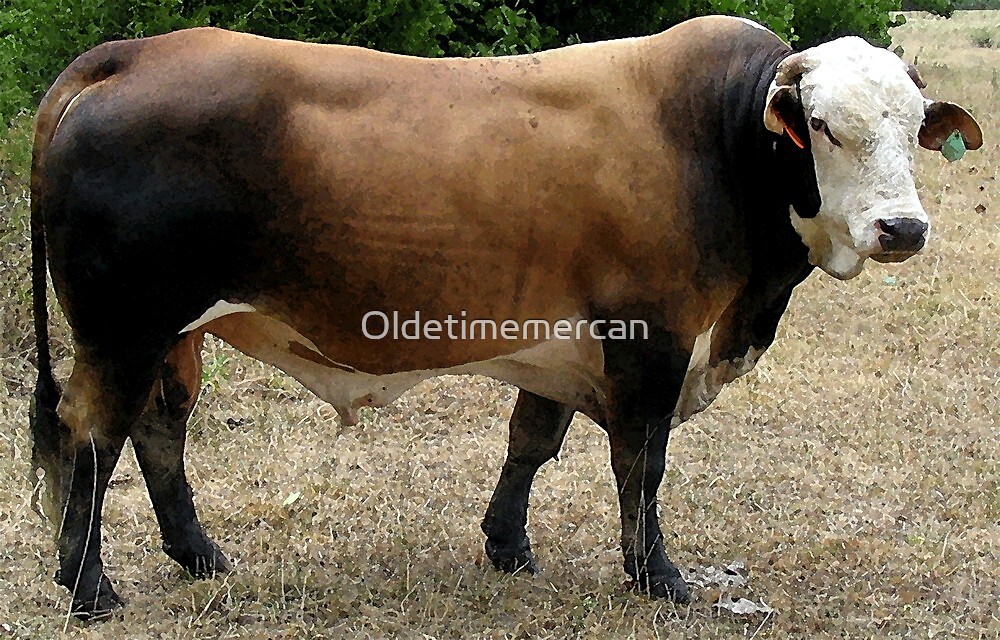 "Beefmaster Bull Cattle Portrait" by Oldetimemercan | Redbubble