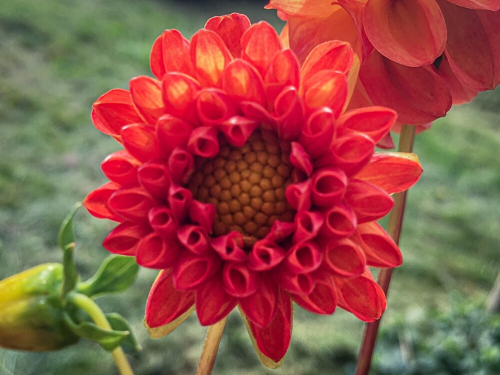 "Red Symphony Dahlia Flower Boom Boom Red Water Lily Yellow Fibonacci ...