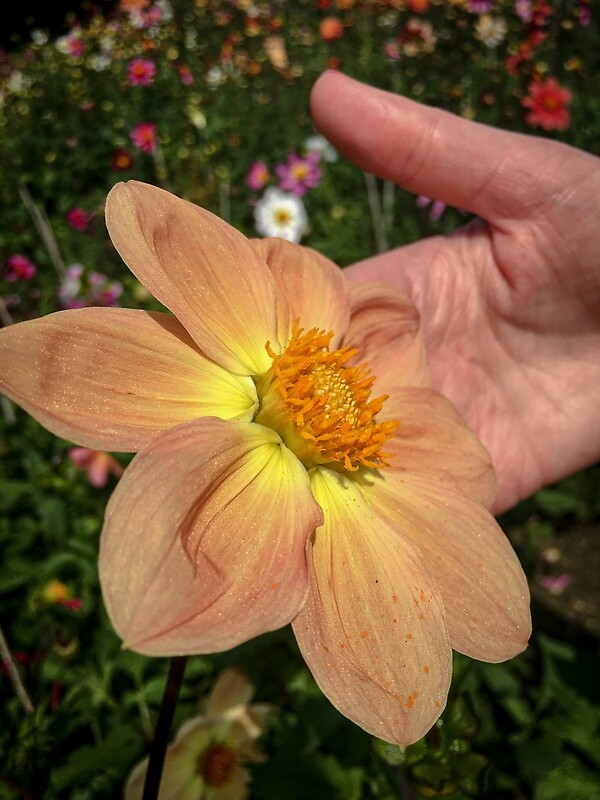 "Orangey Pink blending to Bright Yellow Single Dahlia Flowers with ...