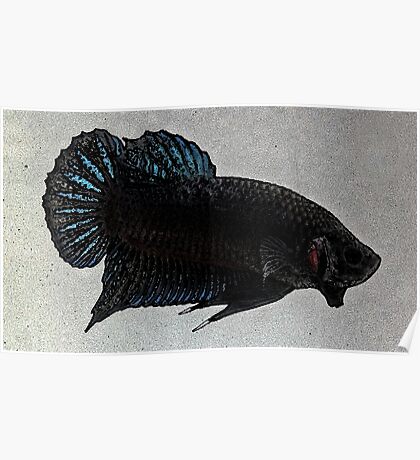 Betta Fish: Posters | Redbubble