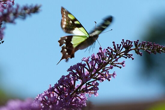 "Macleay's Swallowtail, Graphium macleayanus" by Trish Meyer | Redbubble