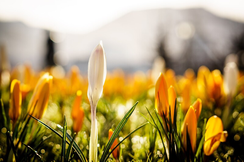 "Spring is here! Bergen, Norway." by Paulius Bruzdeilynas | Redbubble
