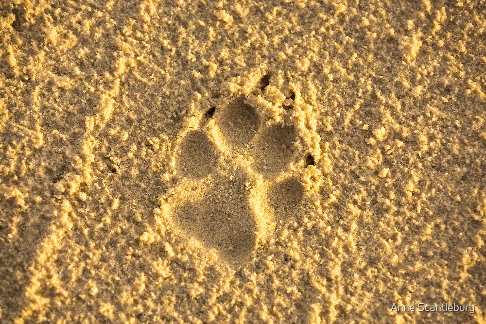 "dingo footprint" by Anne Scantlebury | Redbubble