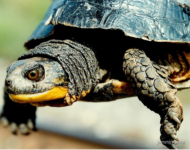 "Mr turtle..how many licks does it take to get to the center of a ...