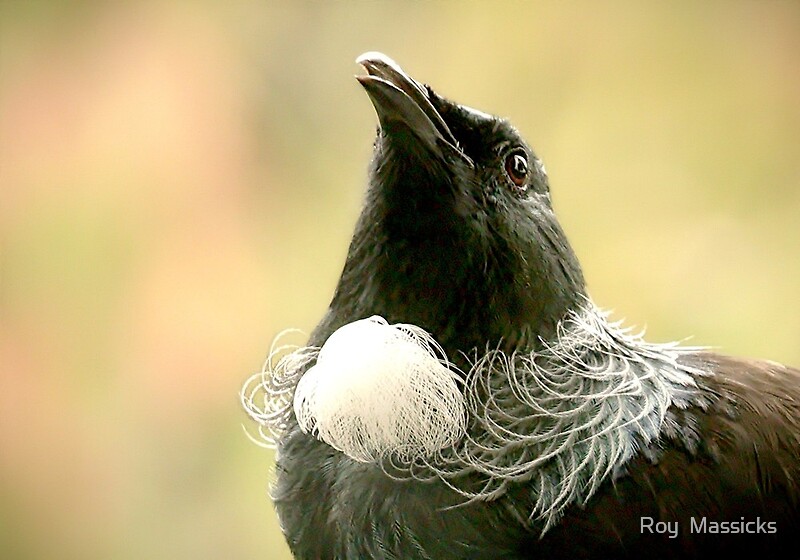 "Parson Bird......Tui, up close and beautiful......!" by Roy Massicks ...