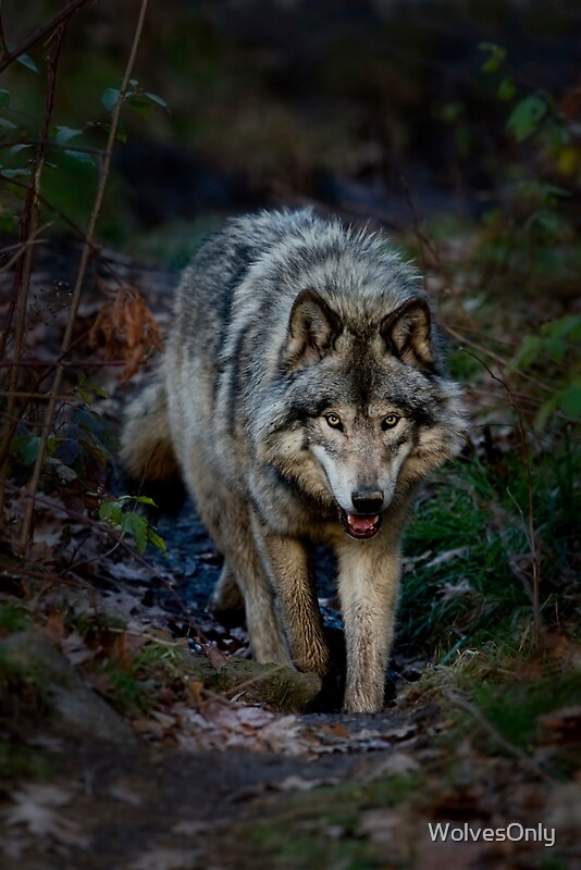 "Timber Wolf" by WolvesOnly | Redbubble