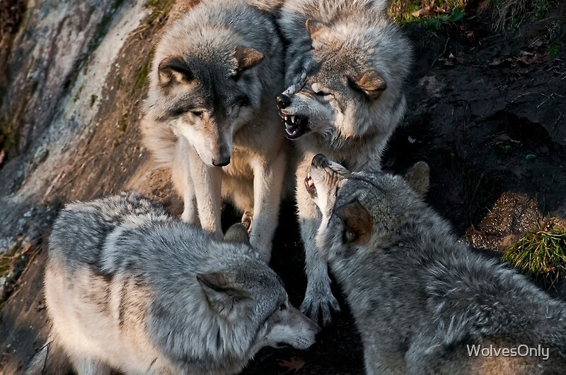 "Timber Wolves" by WolvesOnly | Redbubble