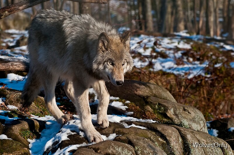 "Timber Wolf" by WolvesOnly | Redbubble