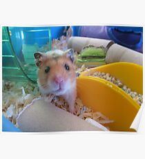 Hamster: Posters | Redbubble