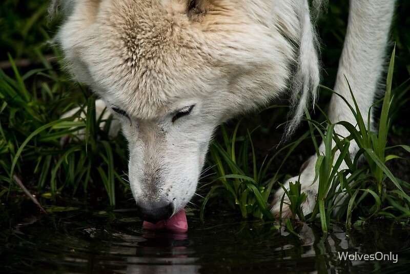 "Arctic Wolf" by WolvesOnly | Redbubble