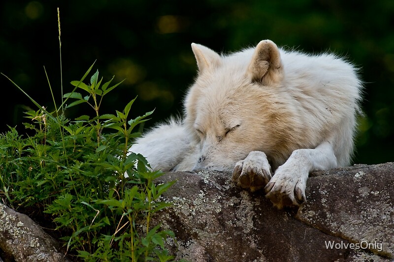 "Arctic Wolf" by WolvesOnly | Redbubble