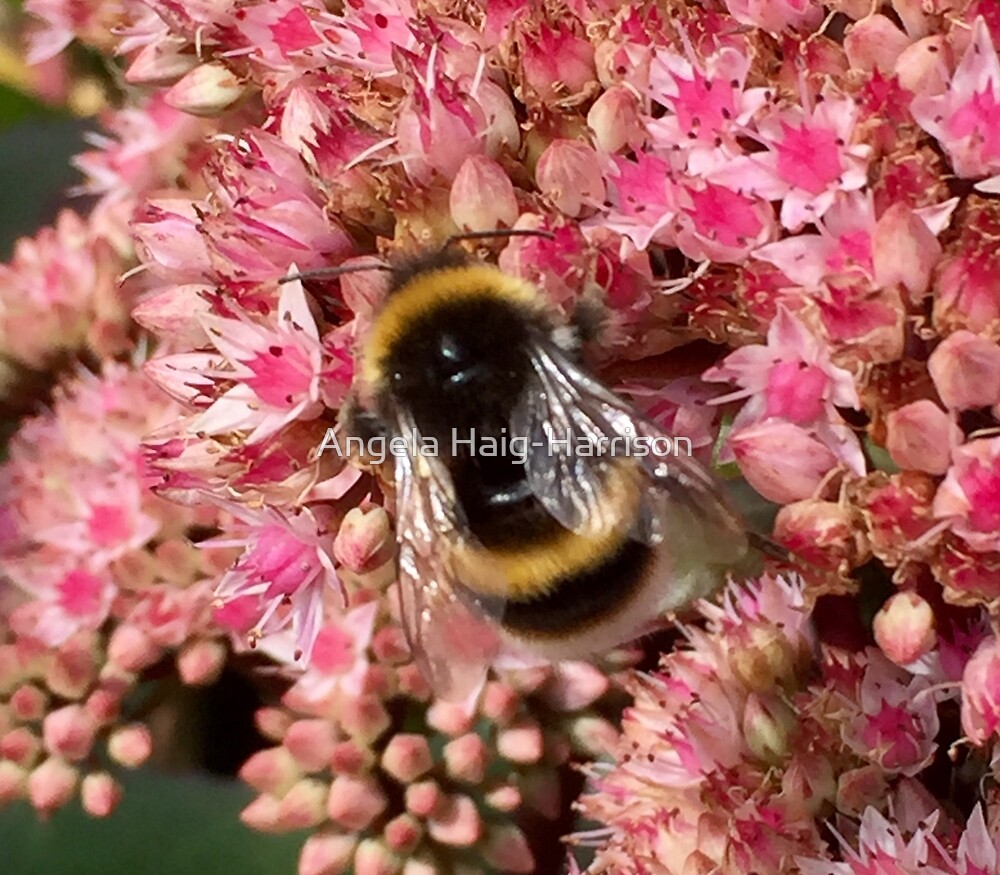 "Floral Delight Bumblebee on a Sedum Flower. “Save our Bees”" by Angela ...
