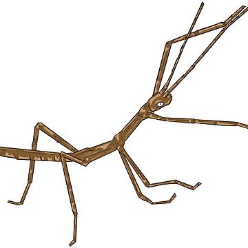 "Stick Bug" Art Board Print for Sale by missmann | Redbubble