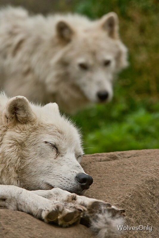 "Arctic Wolf" by WolvesOnly | Redbubble