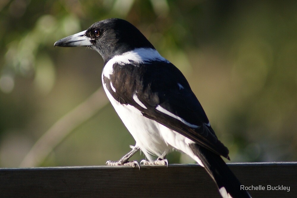 "Pied Butcher Bird" by Rochelle Buckley | Redbubble