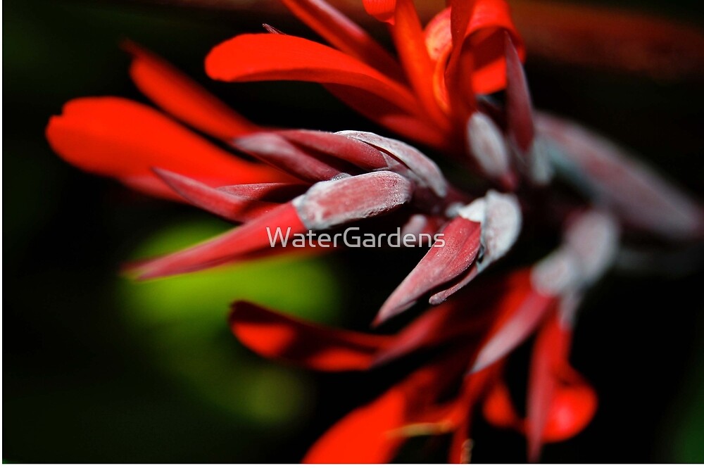 "Red Spike" by WaterGardens | Redbubble