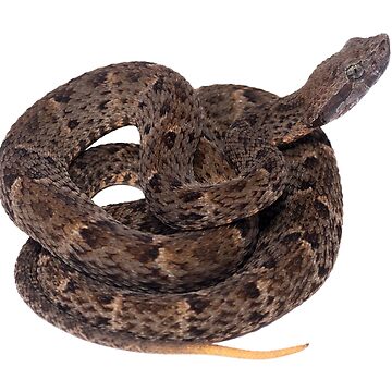 "Grage (Bothrops atrox) Guyana" Poster by vincentpremel | Redbubble