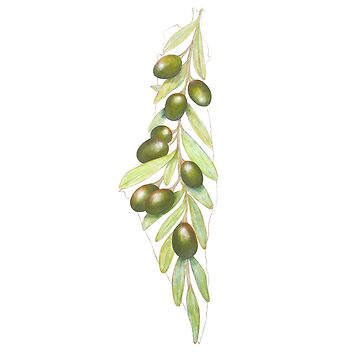 "Free Palestine - Palestinian Green Olives Map" Art Print for Sale by ...