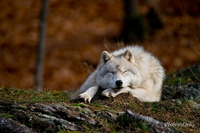 "Arctic Wolf" by WolvesOnly | Redbubble