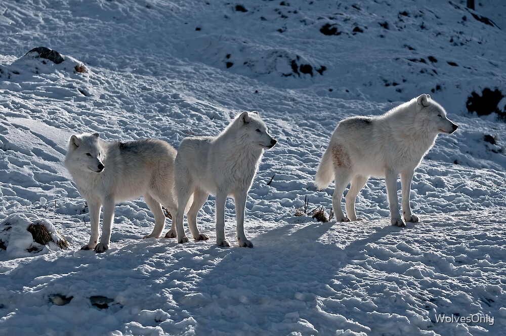 "Arctic Wolves In Early Morning" by WolvesOnly | Redbubble