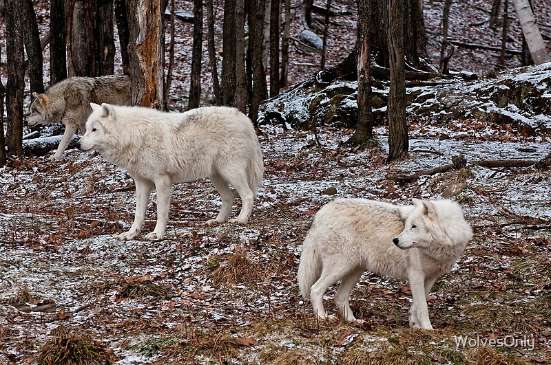 "Arctic Wolves In The Woods" by WolvesOnly | Redbubble