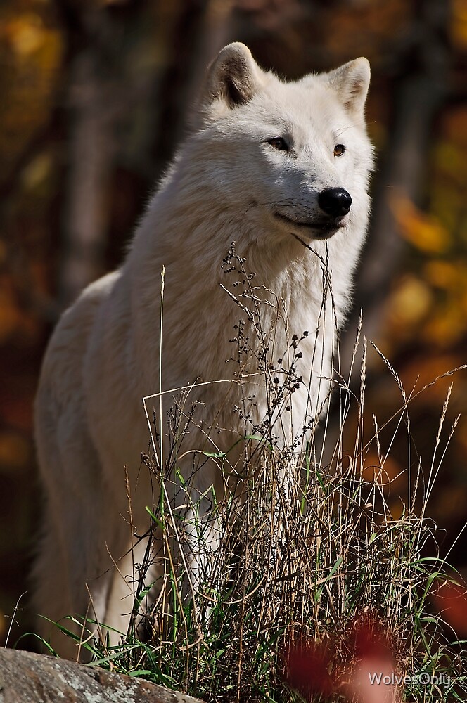"Arctic Wolf" by WolvesOnly | Redbubble