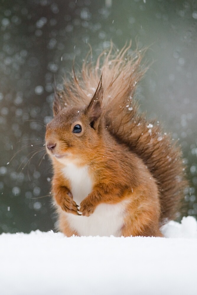 "Cute Red Squirrel" by Nigel Tinlin | Redbubble