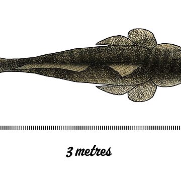 "Three Metre Flathead" Sticker for Sale by TheWildKays | Redbubble
