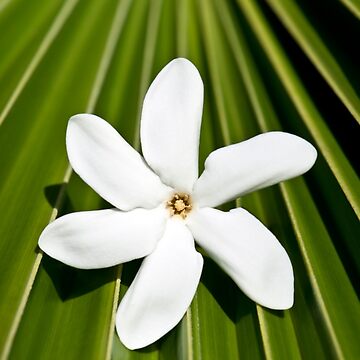 "Tiare 2" Poster for Sale by ISLANDEXPOSURE | Redbubble