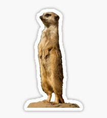 Meerkat Stickers | Redbubble
