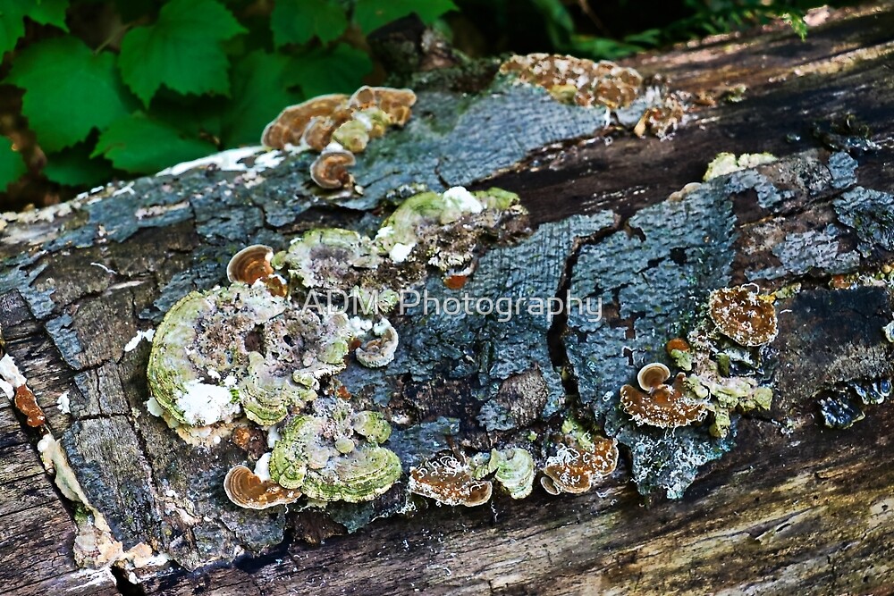 "Infected Tree Stump" by ADM Photography | Redbubble