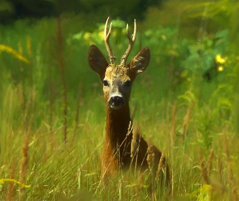 "Roebuck" by Guardi71 | Redbubble