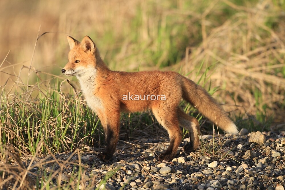 "Standing Alone (Red Fox Kit)" by akaurora | Redbubble