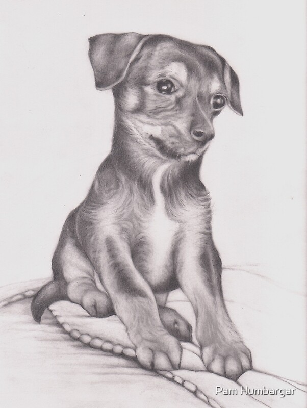 "Chorkie puppy drawing" by Pam Humbargar | Redbubble