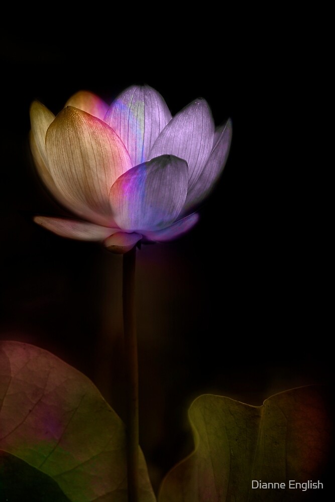 "Magic Water Lily" by Dianne English | Redbubble
