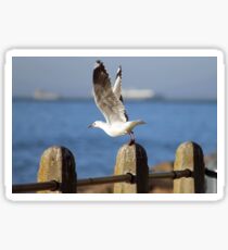 Seagull: Stickers | Redbubble