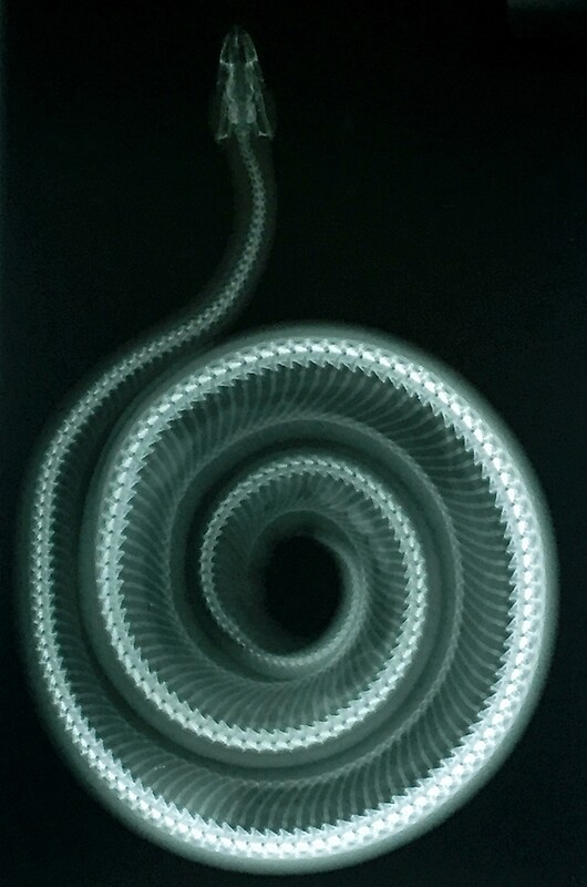 "Snake Radiograph" by Jodi354 | Redbubble