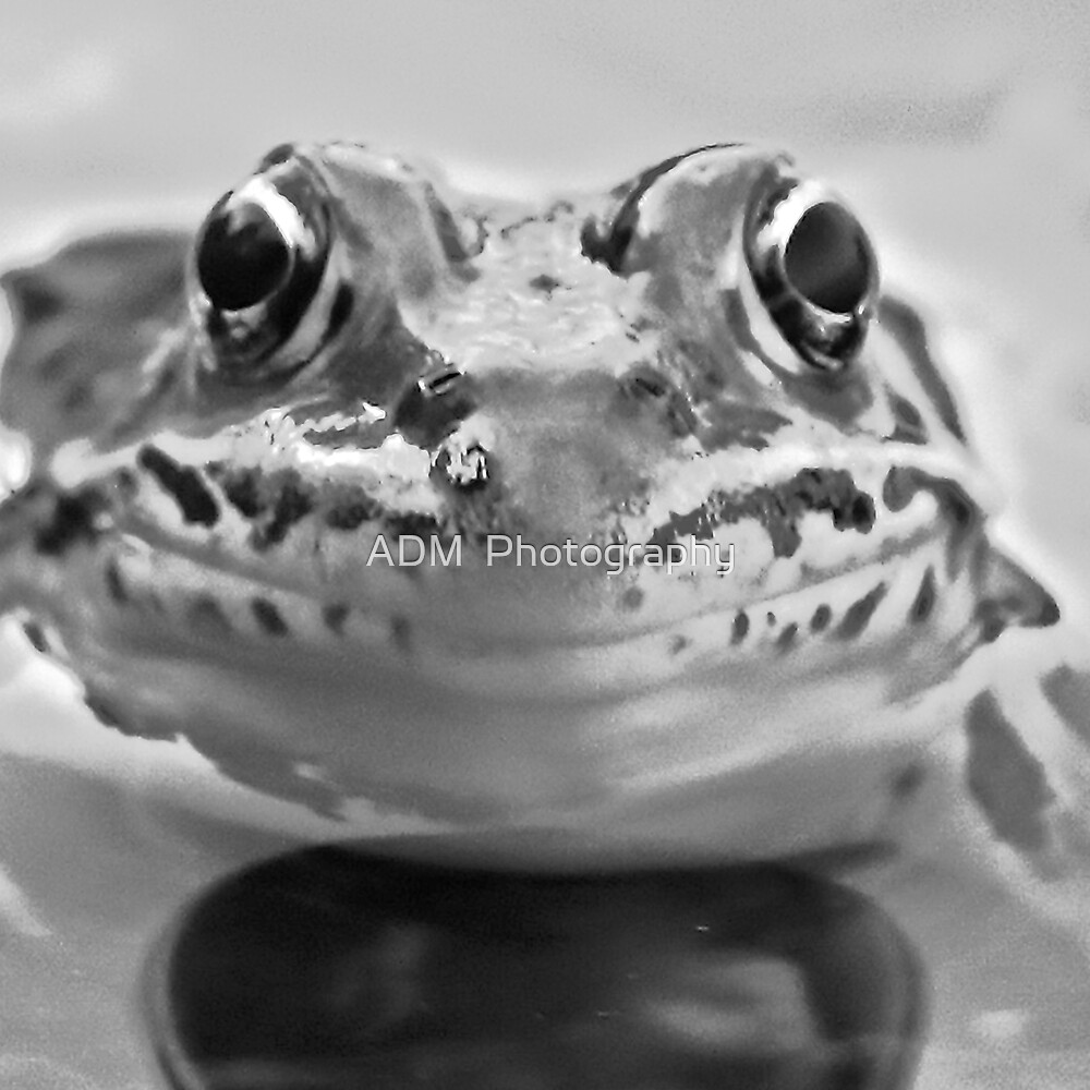 "B/W Leopard Frog" by ADM Photography | Redbubble