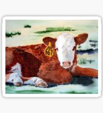 Hereford Cattle Stickers | Redbubble