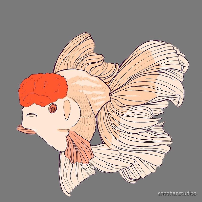 "Cute Red Cap Oranda Goldfish" by sheehanstudios | Redbubble