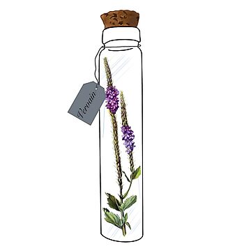 "Vervain" Sticker for Sale by johnsont44 | Redbubble