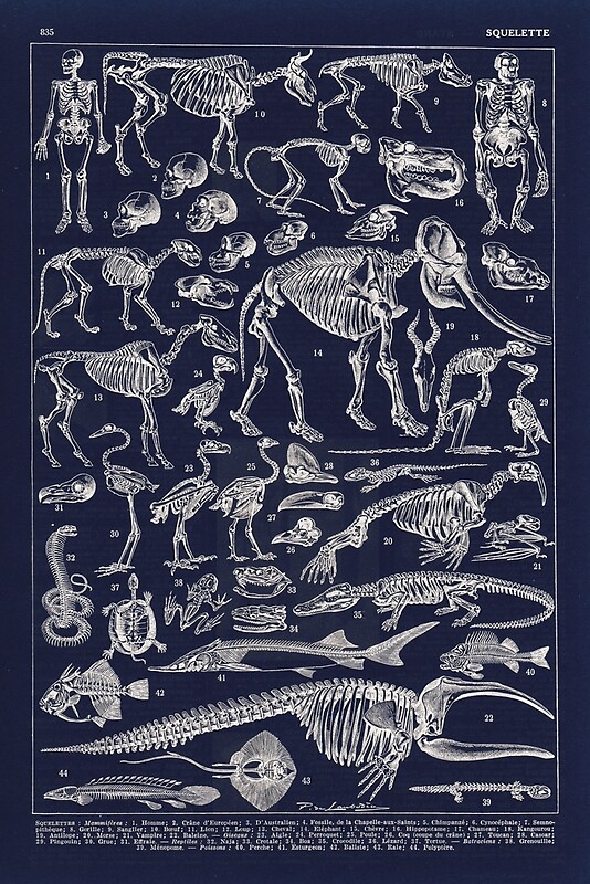 "Adolphe Millot - Squelette (skeleton)- vintage french poster" by ...