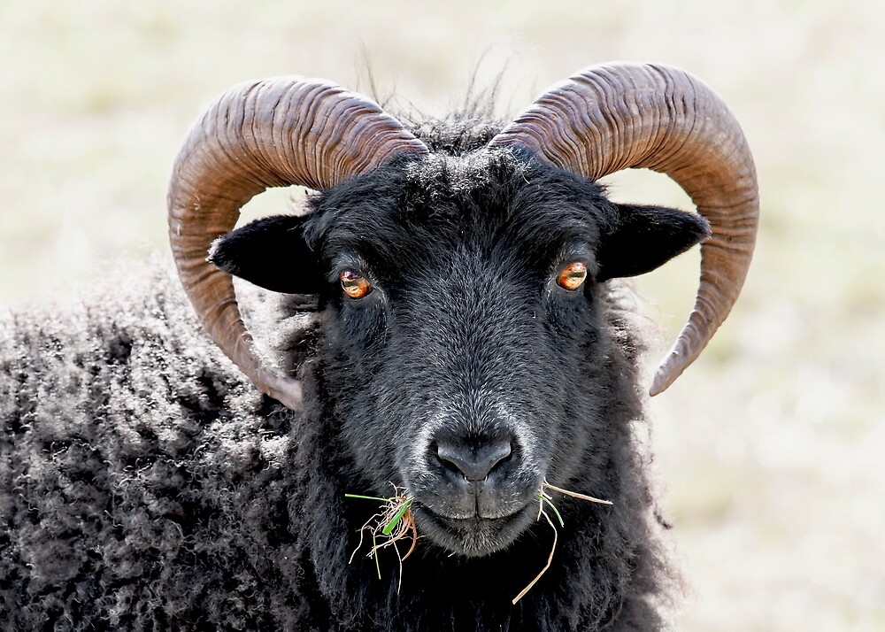 "Black Sheep "Eye to Eye Contact" Hebridean Sheep" by mhfore | Redbubble