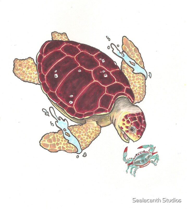 "Loggerhead Sea Turtle" by Sealacanth Studios | Redbubble