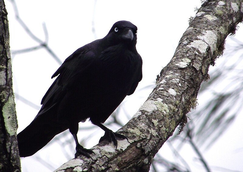 "The Watcher - Australian Crow" by MiloAddict | Redbubble
