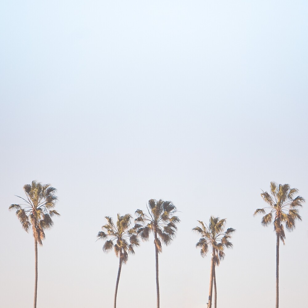 "Palm Trees Minimal" by Jake Purcell | Redbubble