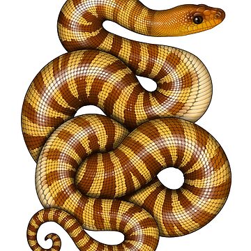 "Woma Python" Poster for Sale by miss-varanus | Redbubble