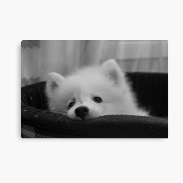 Samoyed Gifts & Merchandise | Redbubble
