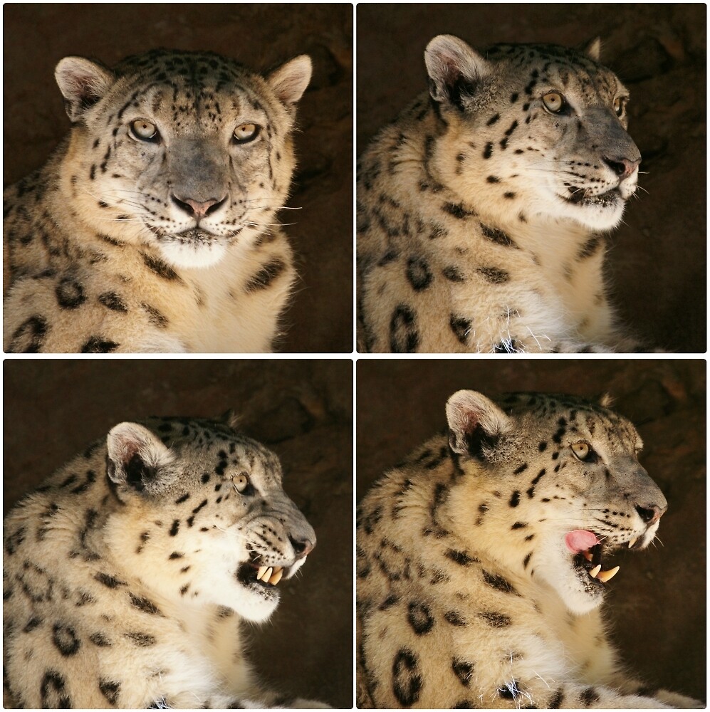 "Snow Leopard ~ collage" by roger smith | Redbubble